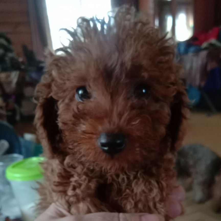 Пудель, щенок