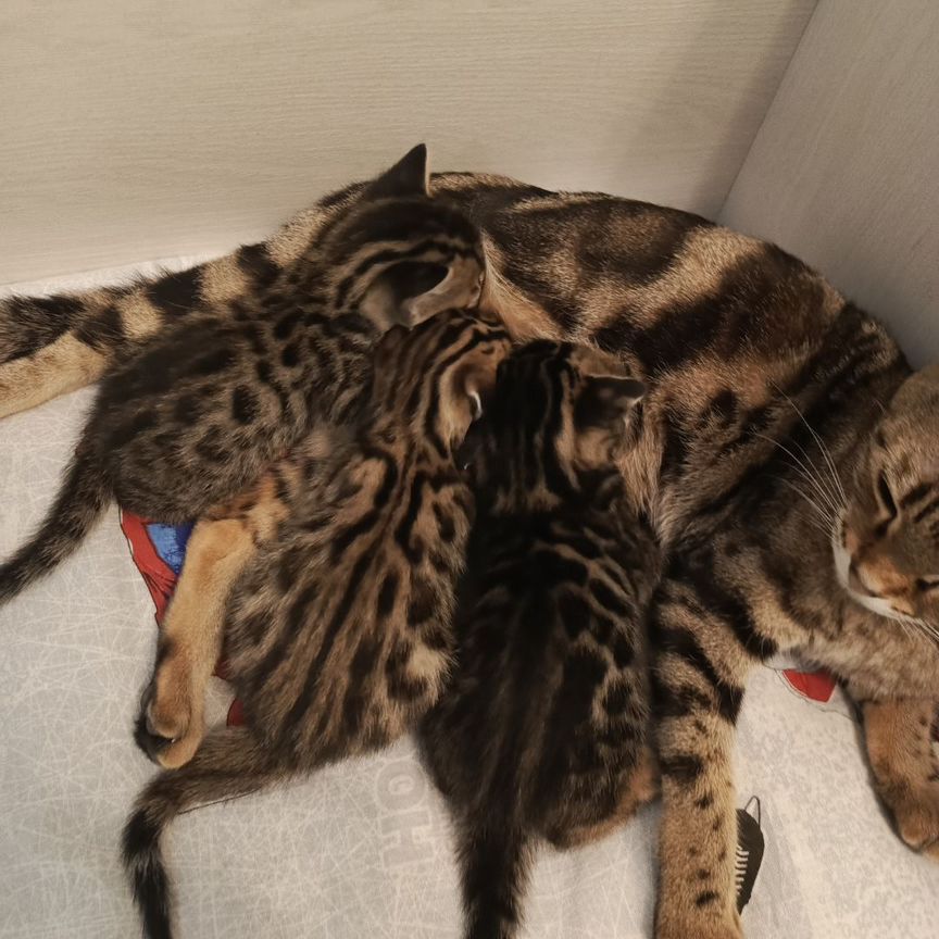 Бенгальские котята