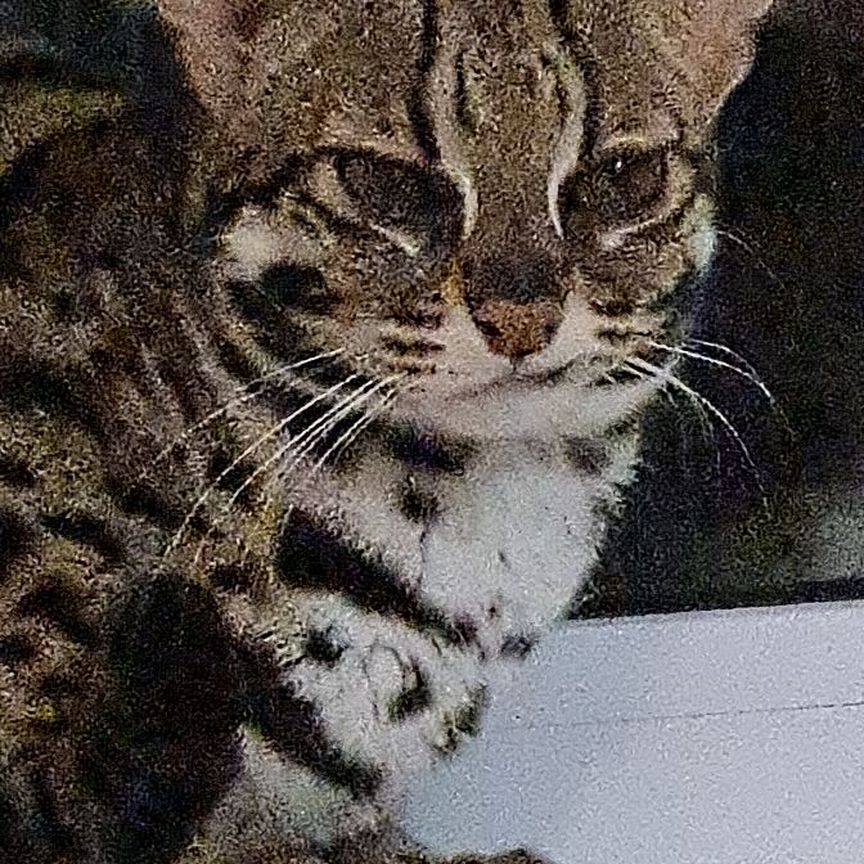 Бегал F1 (самец)