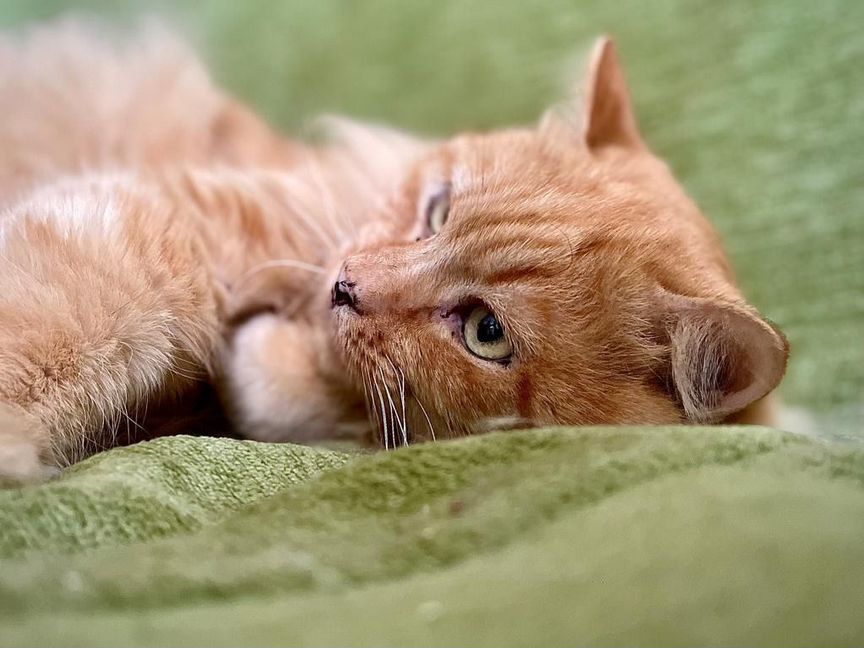 Птенчик