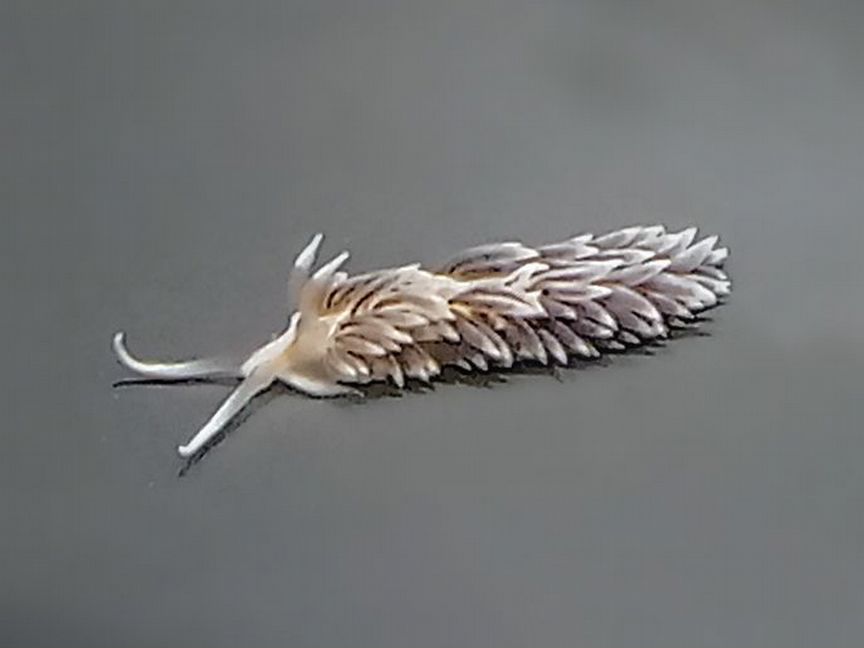 Голожаберник. Малюск. Бергия