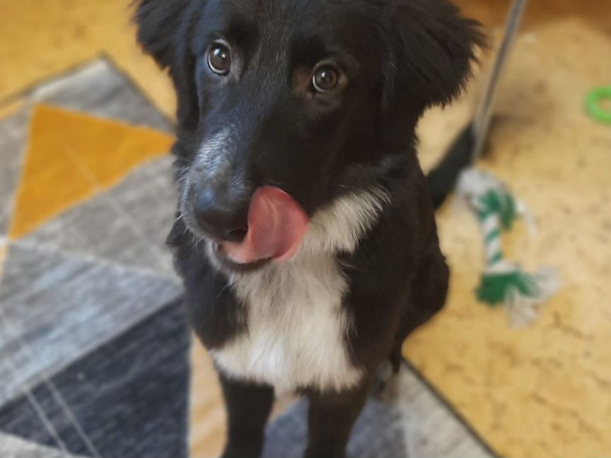 Чуча- метис ретривера в дар 5 мес