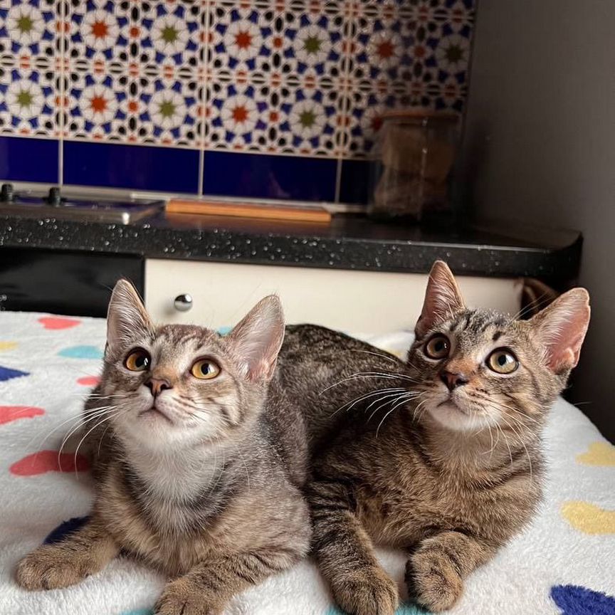 Котята полосатики в добрые ручки