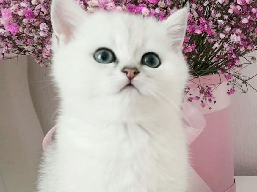 Шотландский котенок Scottish straight