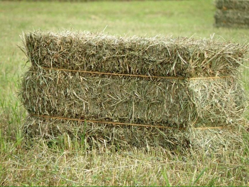 Обменяю сено или солому на кабаки