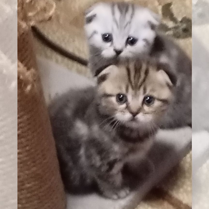 Шотландский вислоухий короткошёрстный котёнок
