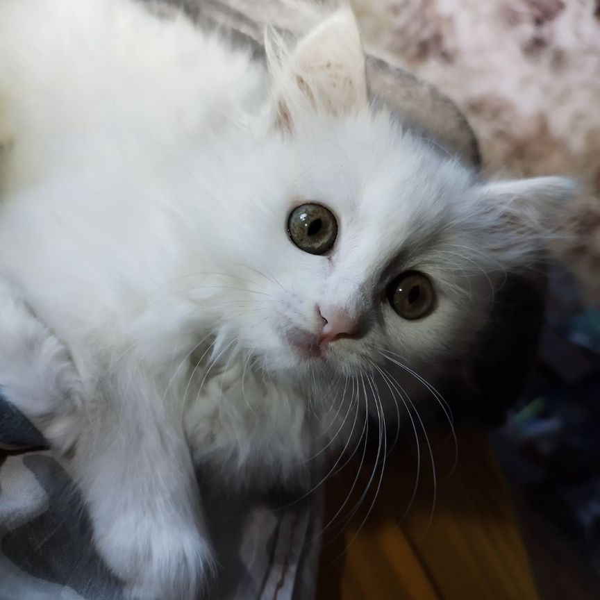 Белая кошечка 3 мес