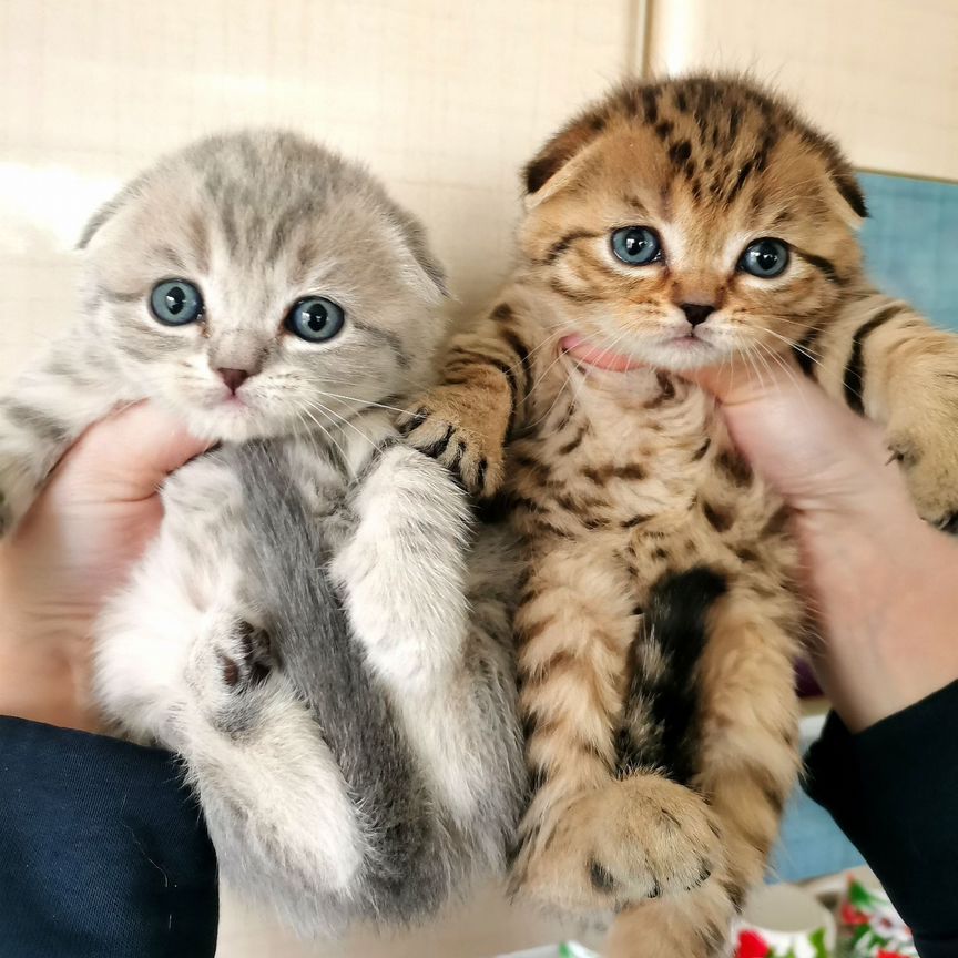 Шотландские 3 мес