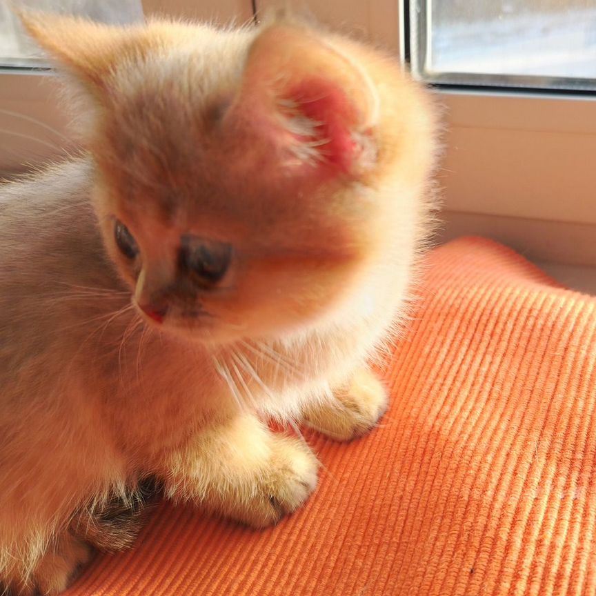 Котенок британский