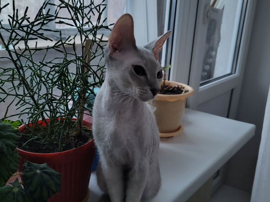 Кошка сфинкс