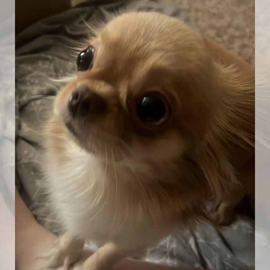 Отдадим в хорошие руки мальчика чихуахуа