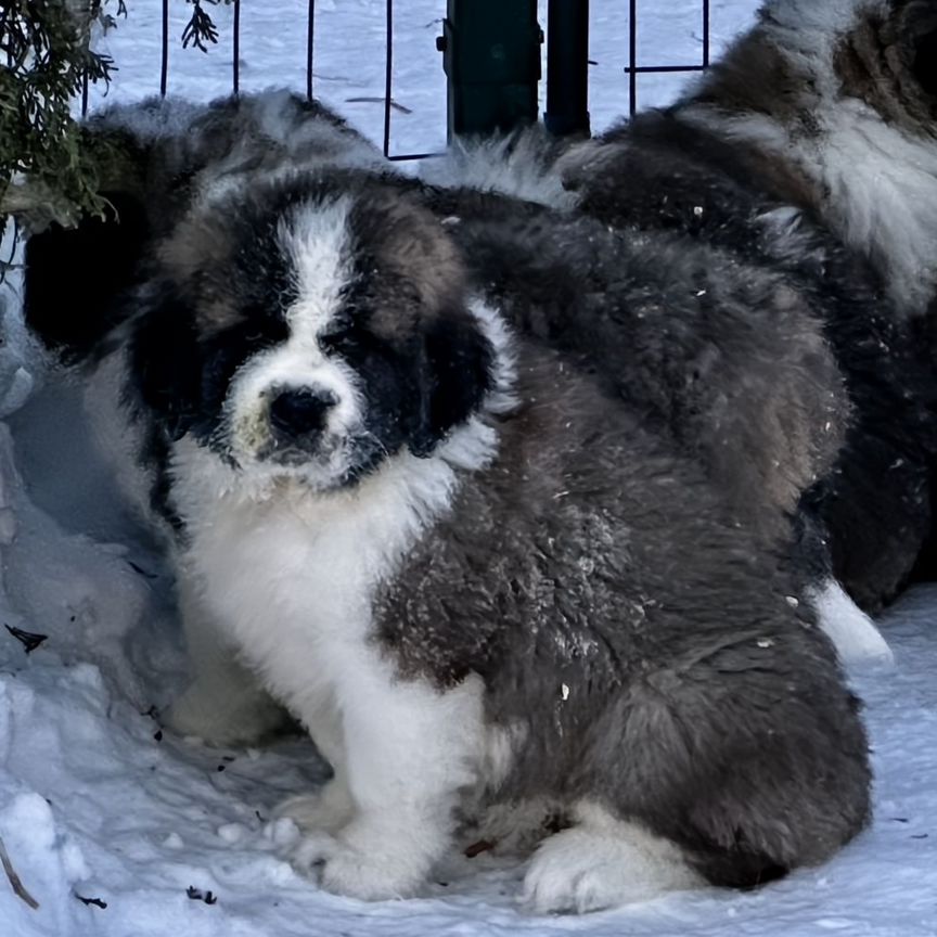Московская сторожевая, щенок
