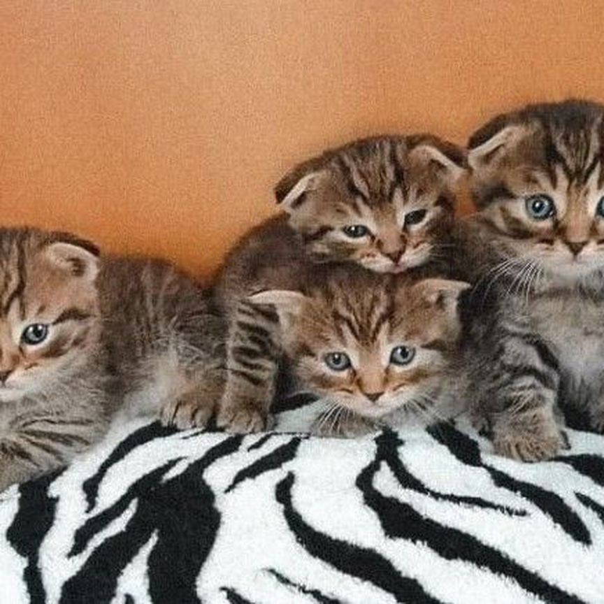 Шотландские котята