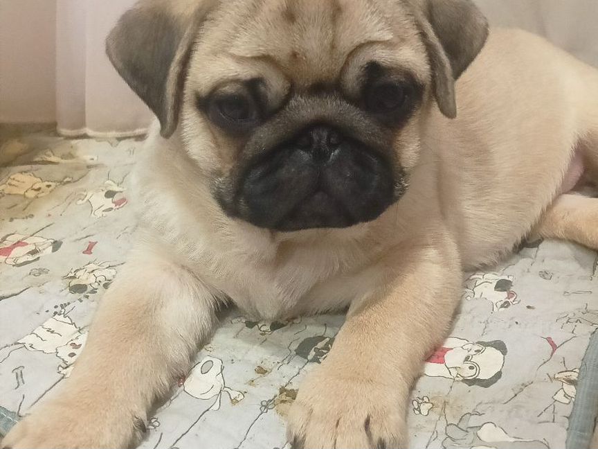 Мопс