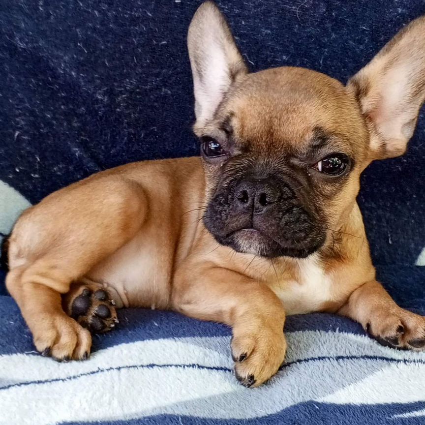 Французский бульдог щенки