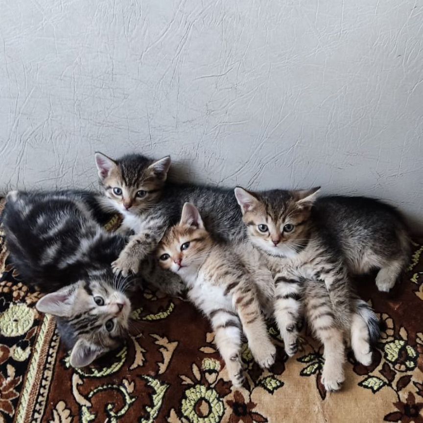 Котята в добрые руки бесплатно