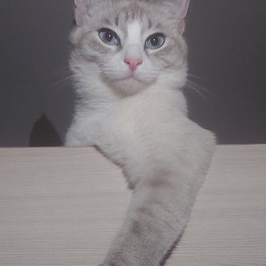 Вязка кошка