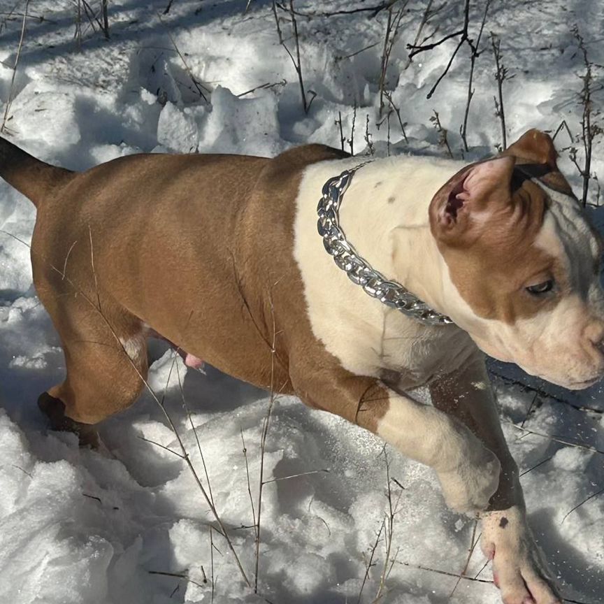 Американский стаффордширский терьер, щенок