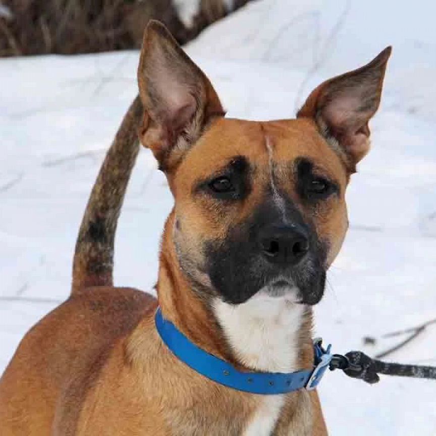 Отдам собаку в добрые руки