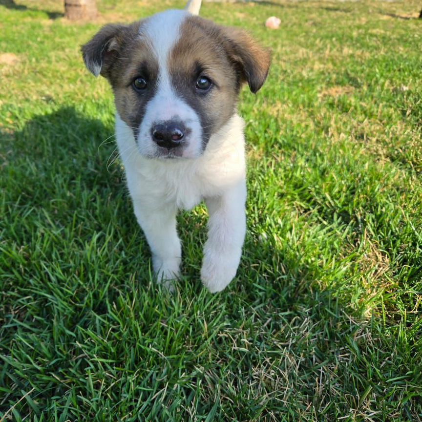 Щенок колобок