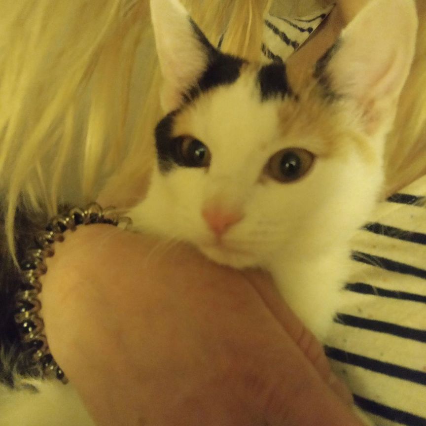 Отдам котёнка в добрые руки