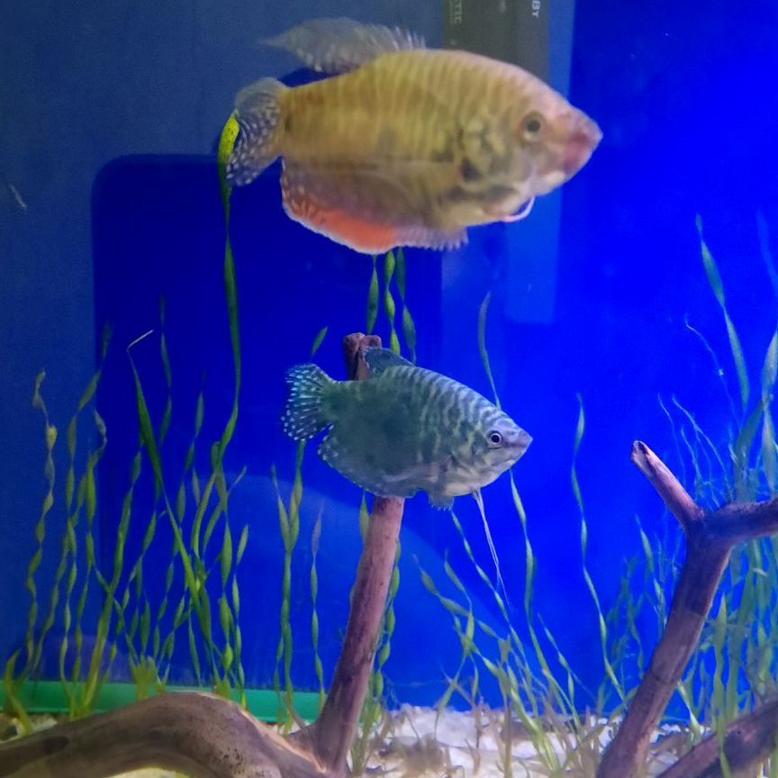 Аквариумные рыбы большие