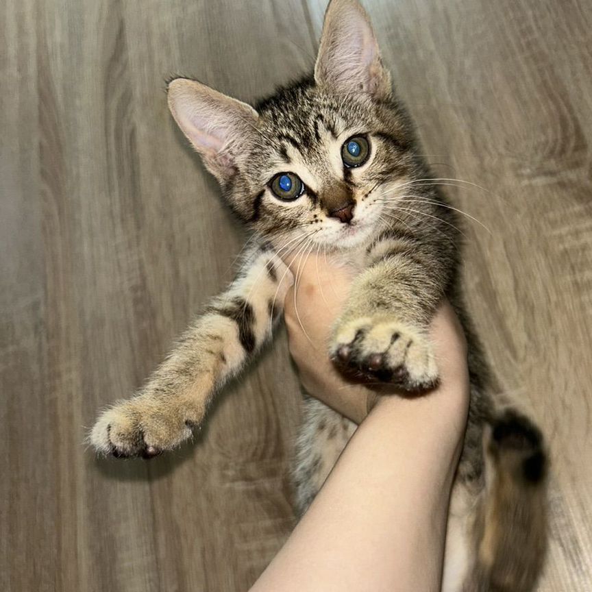 Котята мейн-кун в добрые руки