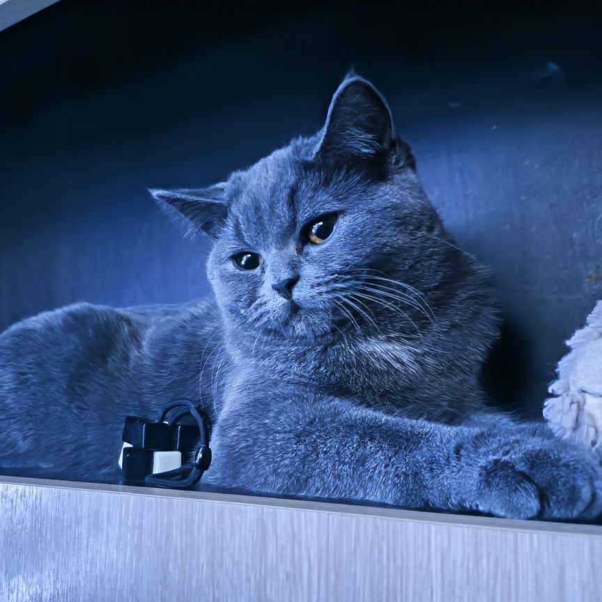 Британский короткошёрстный котёнок