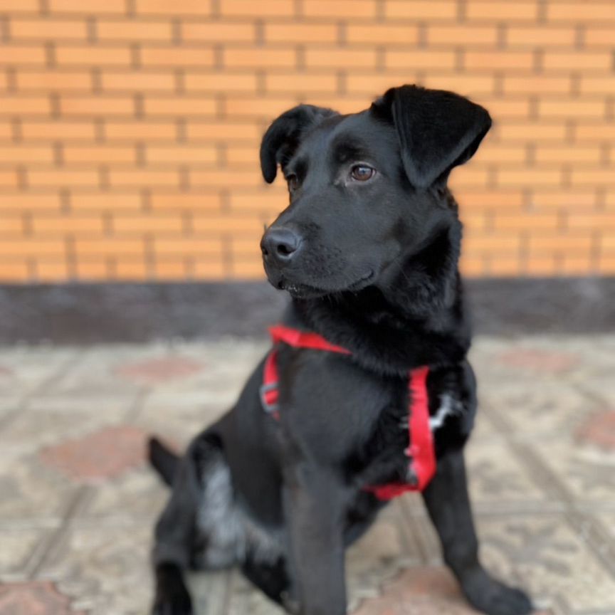 Помесь Лабрадор