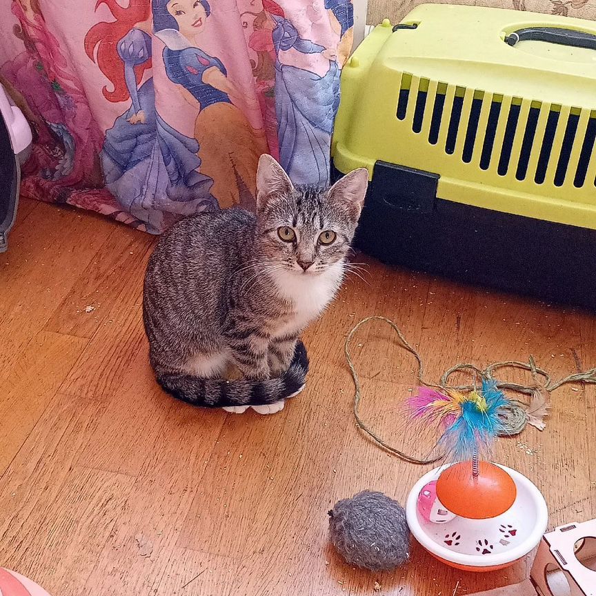 Домашние животные котята