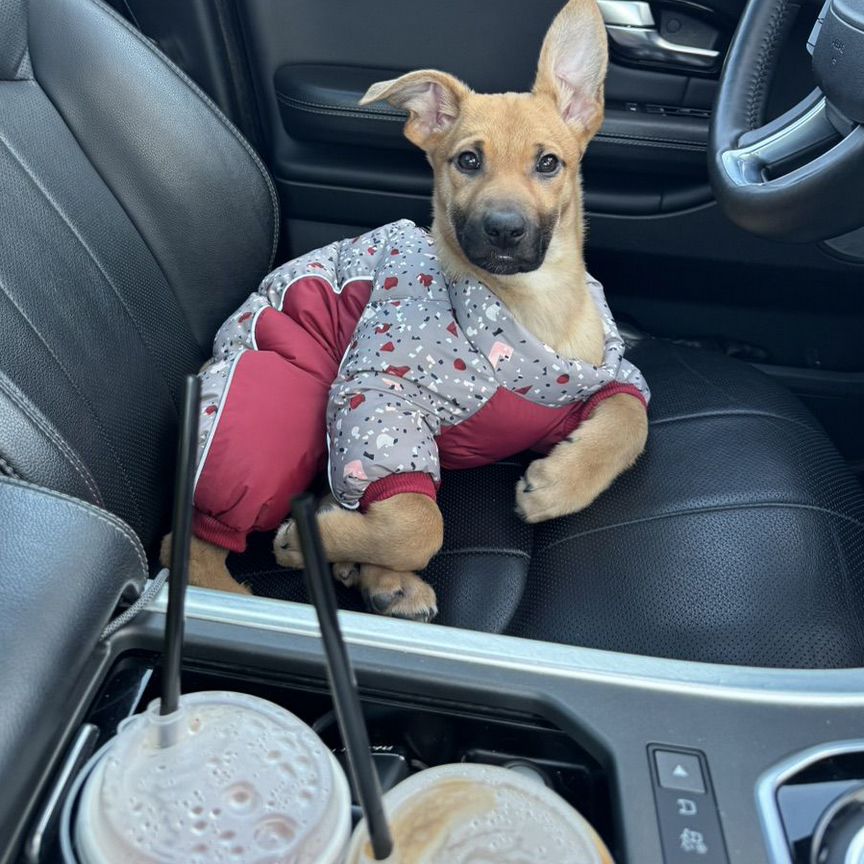 Щенок в добрые руки