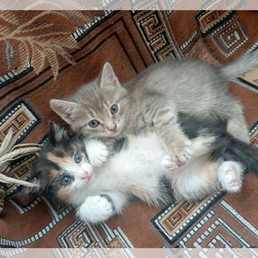 Котята в добрые руки