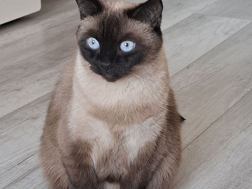 Кошка сиамская в дар