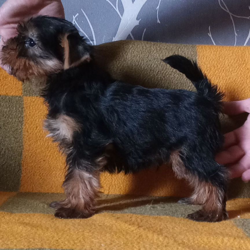 Йоркширский терьер, щенок