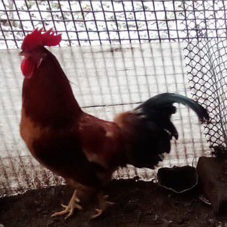 Молодой петух домашний