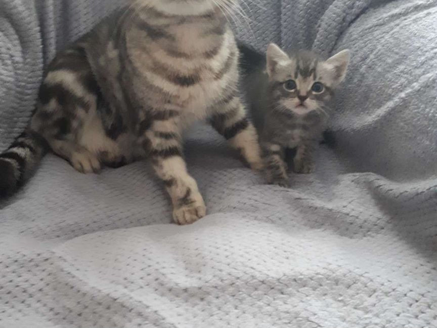 Шотландские вислоухие котята