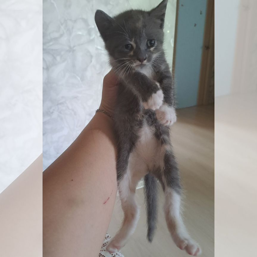 Отдам в хорошие руки бесплатно
