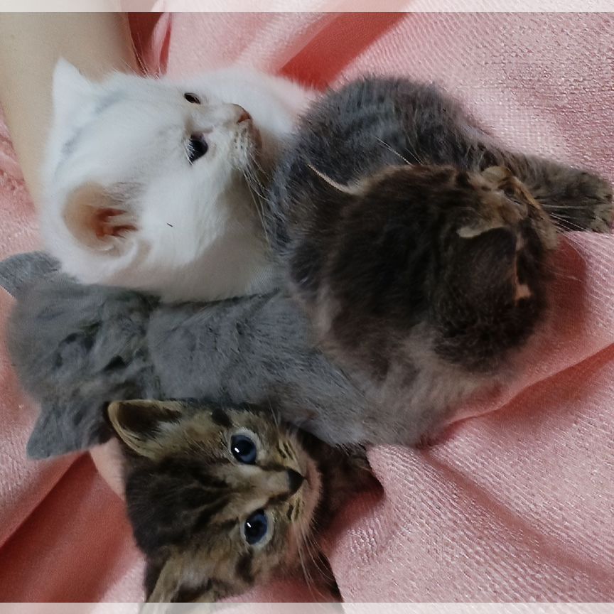 Котёнок в добрые руки