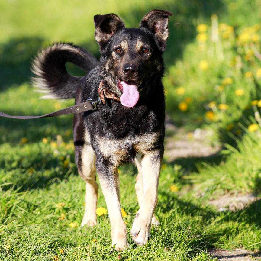 Взрослая собака в добрые руки