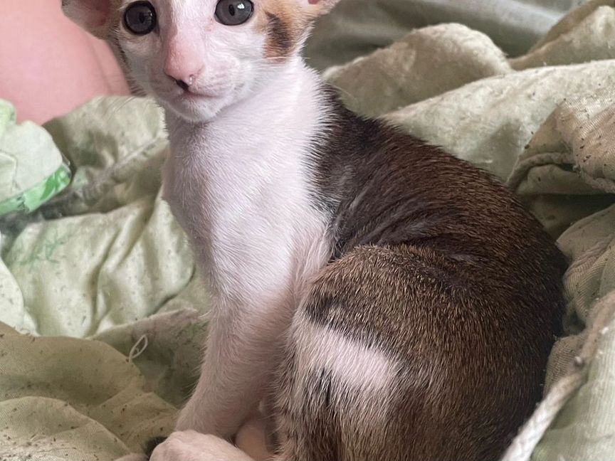 Ориентальные котята