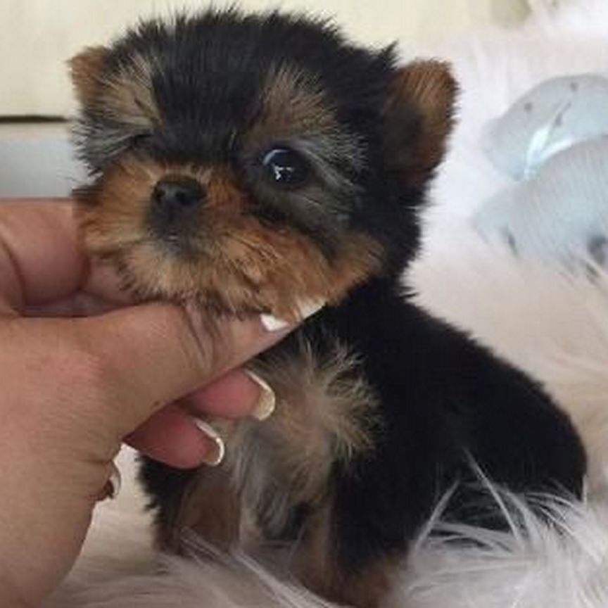 Йоркширский терьер, щенок