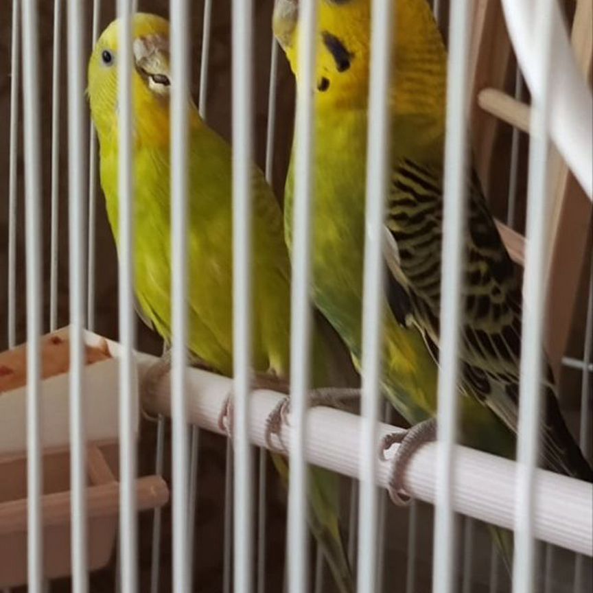 Пара волнистых попугайчиков с клеткой