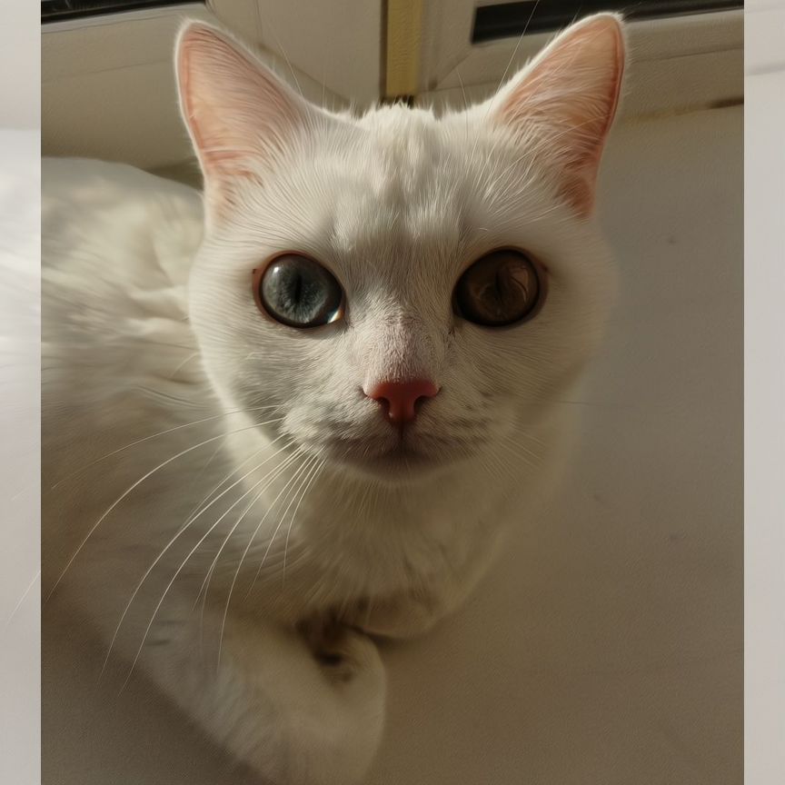 Турецкая ангора, взрослая кошка