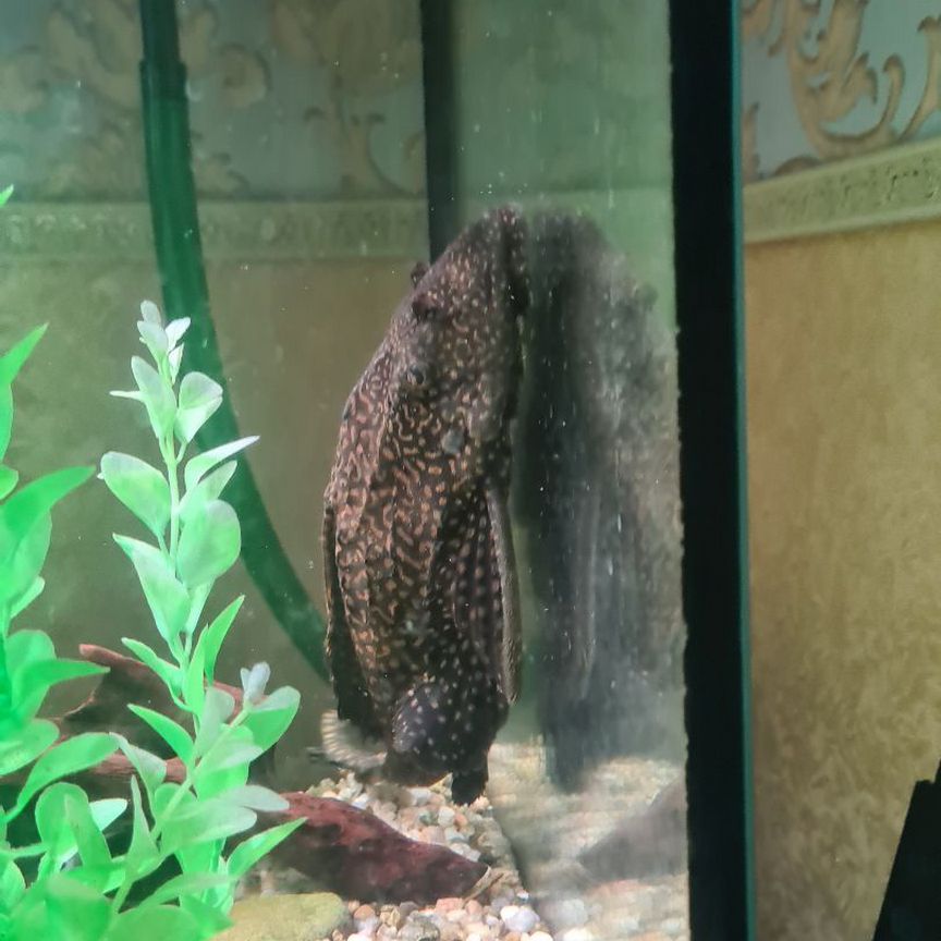 Сом анциструс примерно 25-30см большой