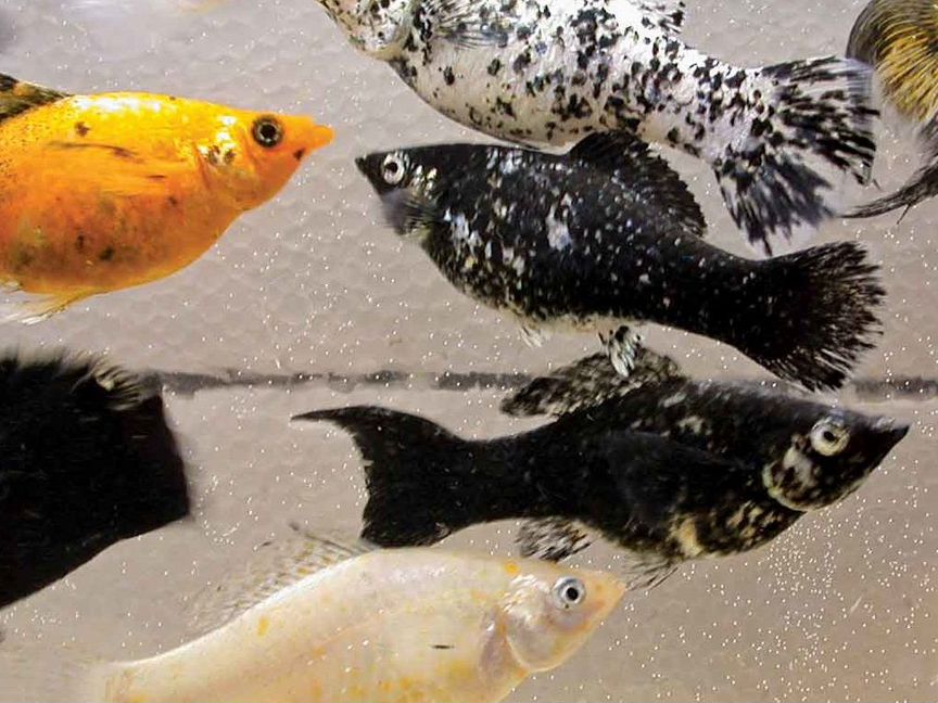 Рыба Моллинезия