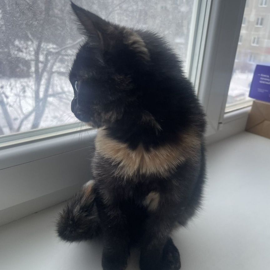 Отдам в добрые руки