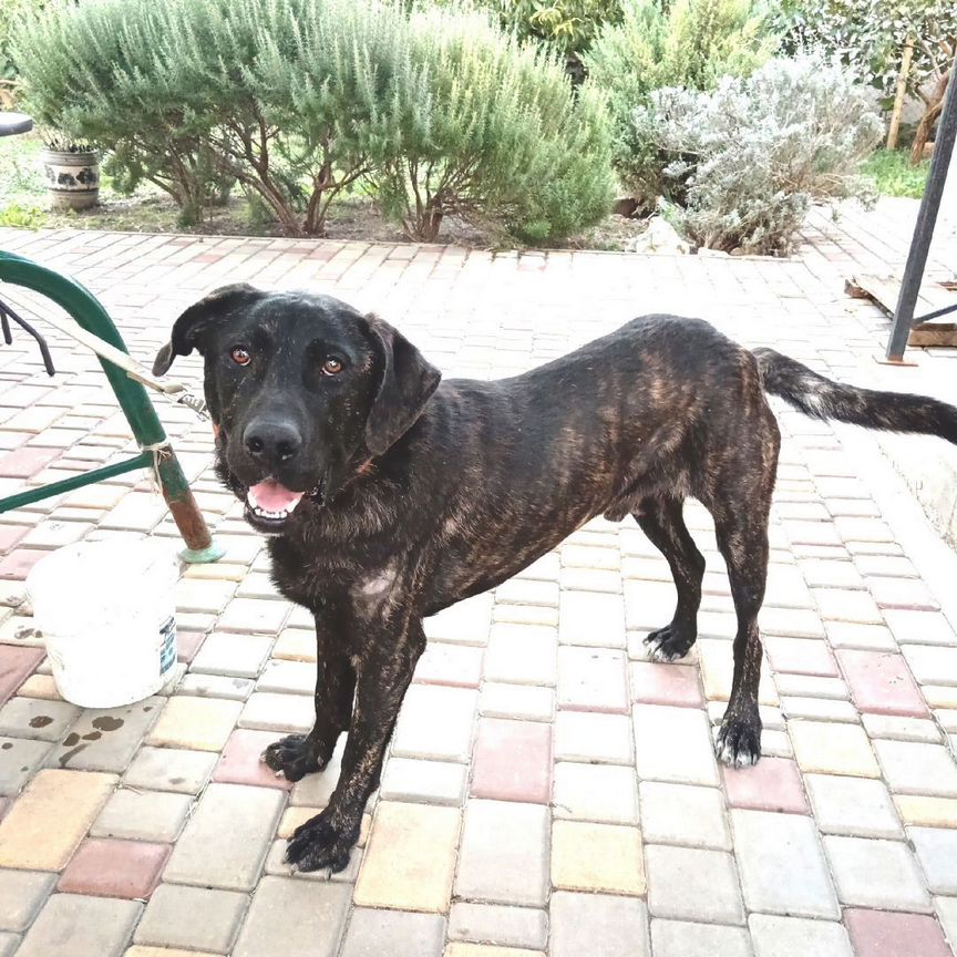 Метис стаффа и лабрадора молоденький