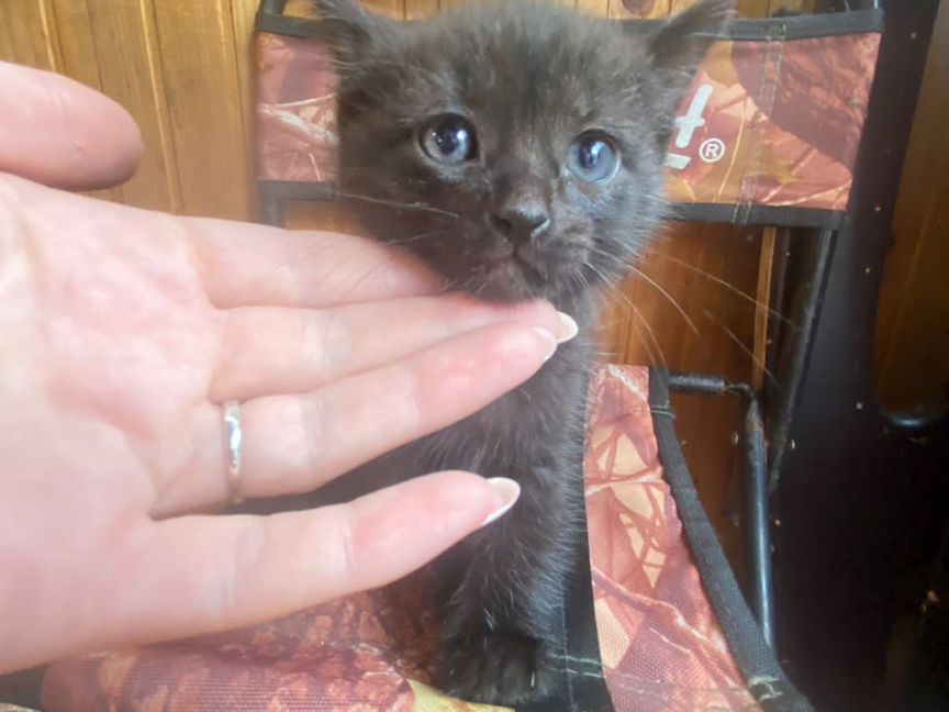 Отдам в добрые руки милых синеглазиков