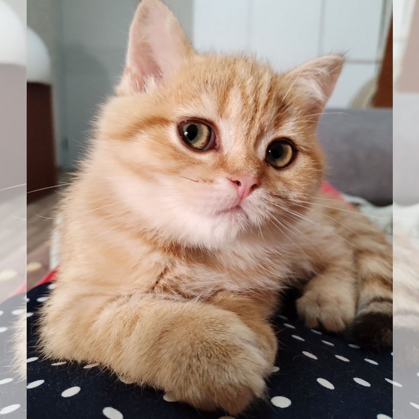 Шотландский прямоухий короткошёрстный котёнок