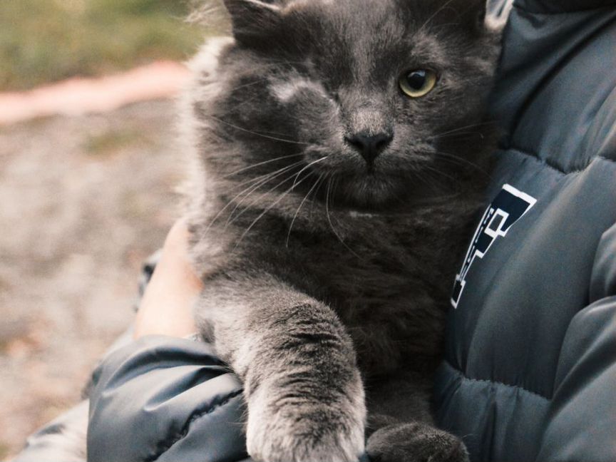 Очаровательный котик ищет дом